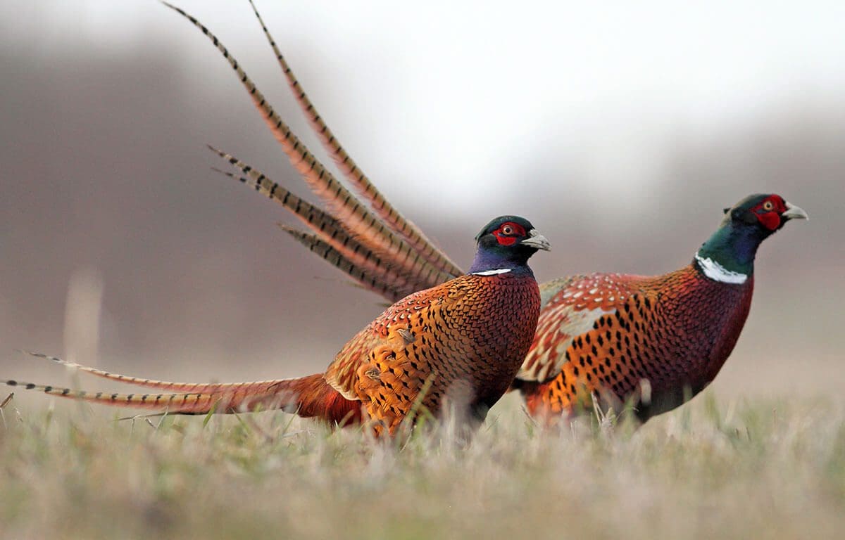 Pheasant Hunts | The Wilderness Reserve