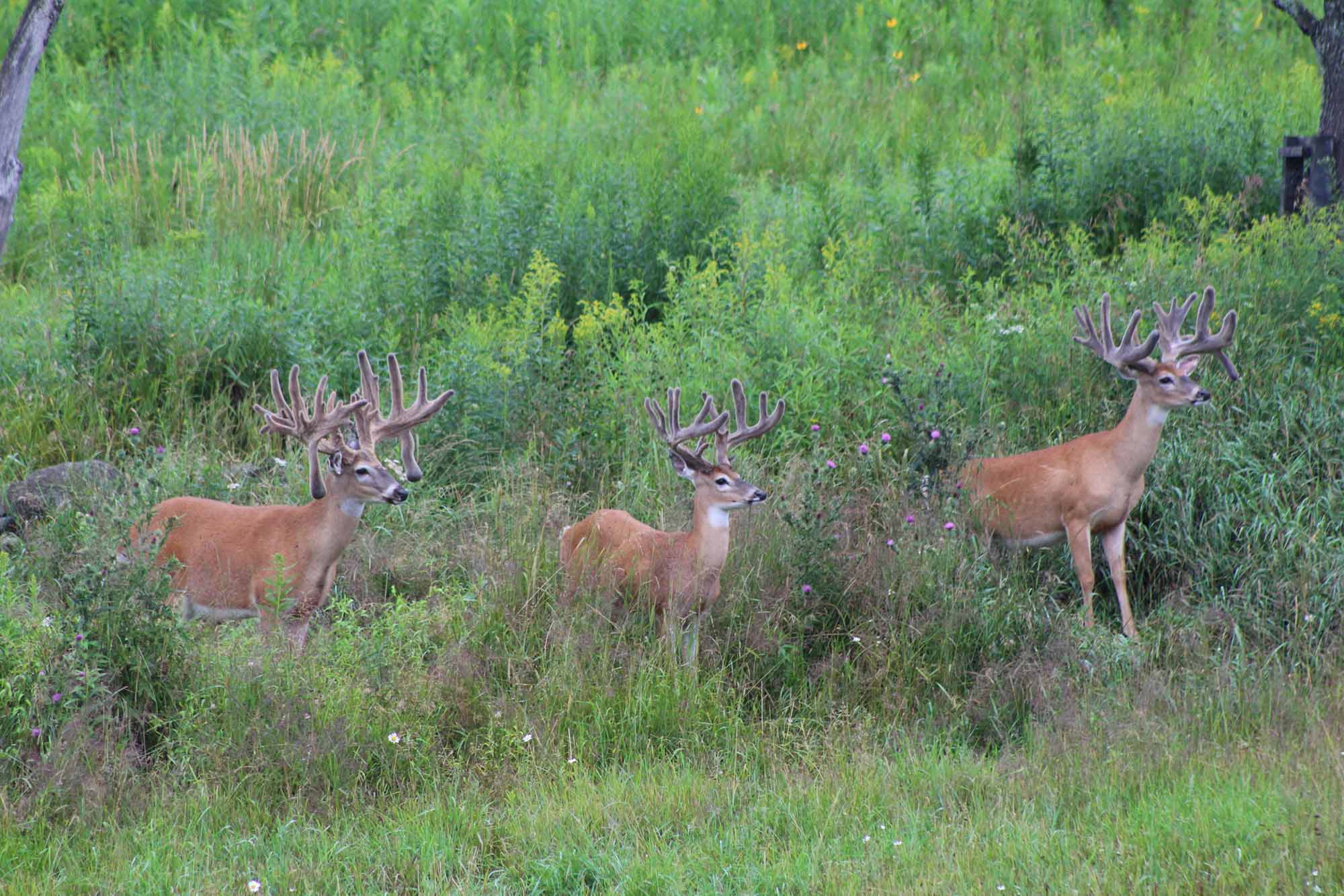 Guided Whitetail Hunts | The Wilderness Reserve